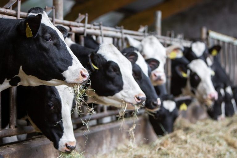 Farm Journal Survey Reveals Biosecurity Weaknesses Across U.S. Dairy ...