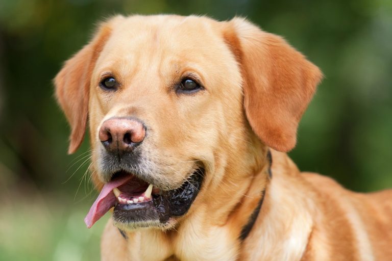 FDA Grants Full Approval for Vetmedin to Delay Congestive Heart Failure ...