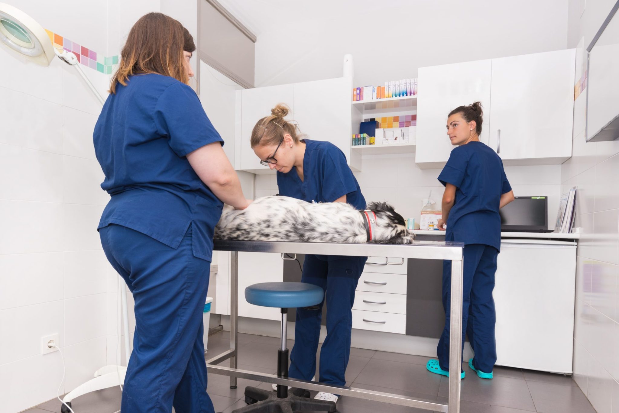 VHMA Expands 2025 Compensation & Benefits Survey with New Technician ...
