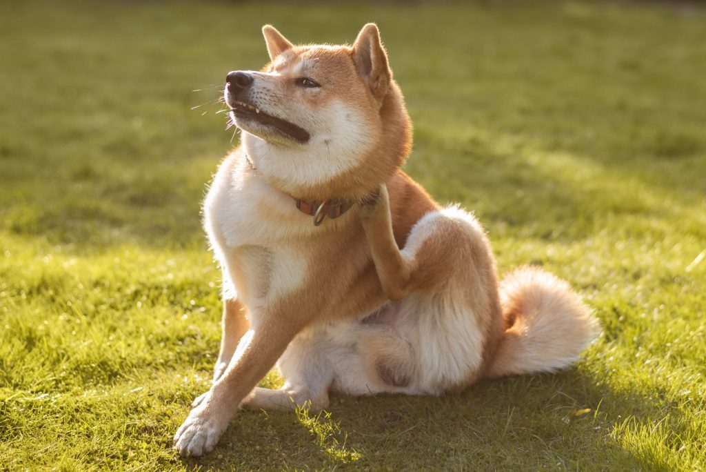 Elanco Launches Befrena™ for Canine Allergic Dermatitis With Extended ...