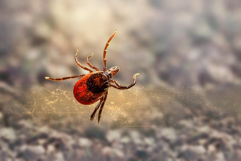 Veterinarians Report Early Surge in Fleas, Ticks, and Heartworm Risk ...