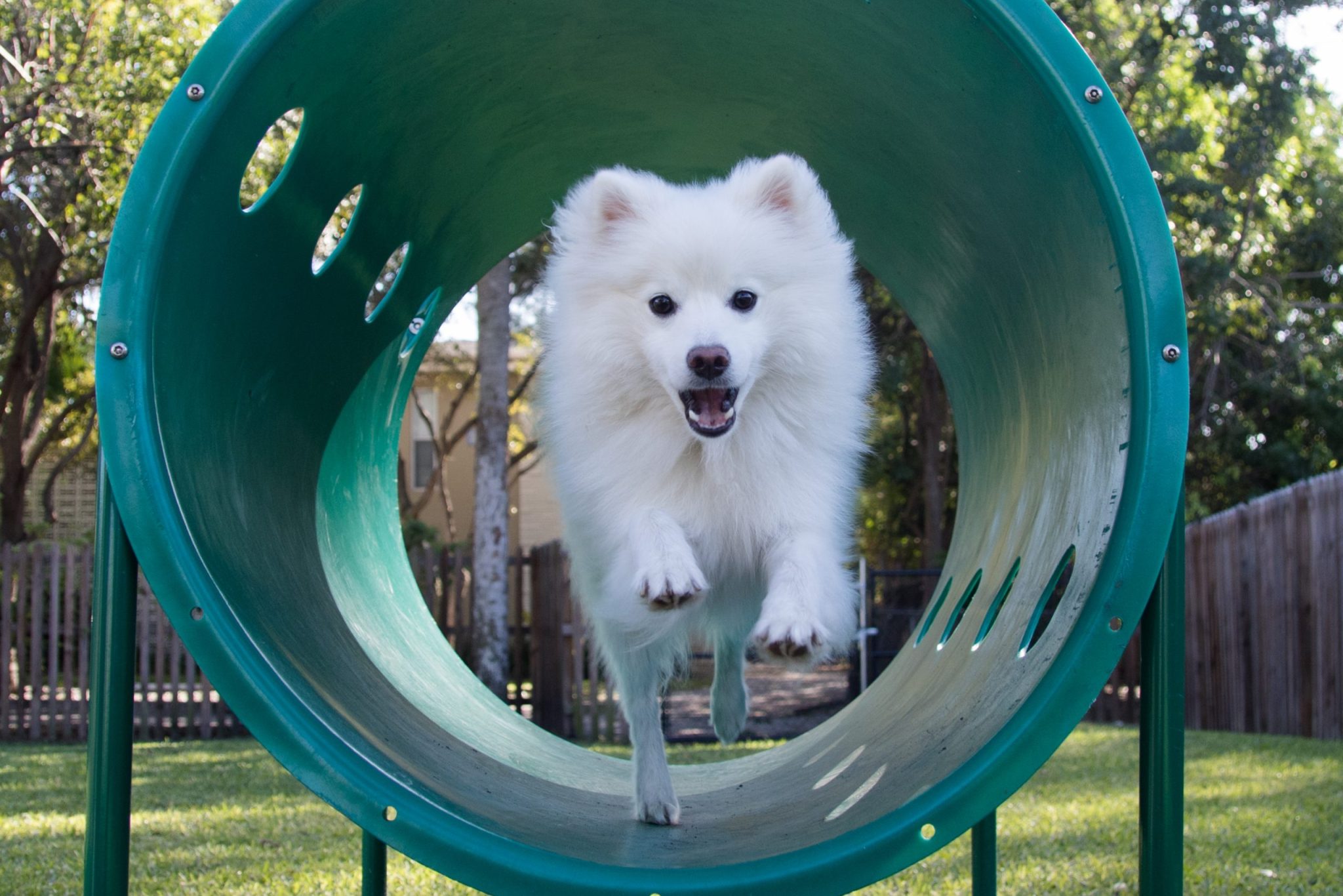 APPA Report Highlights Resilient Pet Ownership and Steady Industry ...
